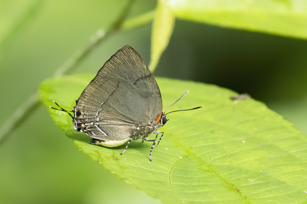 Bitias Hairstreak from Parauapebas - PA, 68515-000, Brasil on December ...