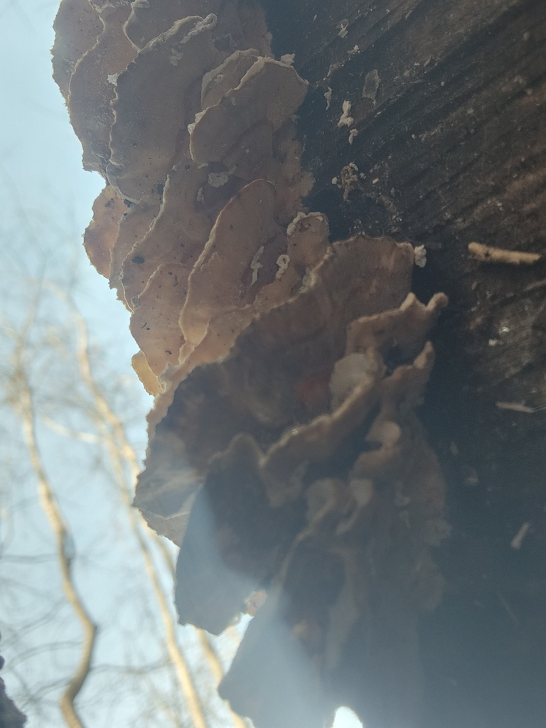 Fungi Including Lichens from Raleigh, NC 27607, USA on December 16 ...