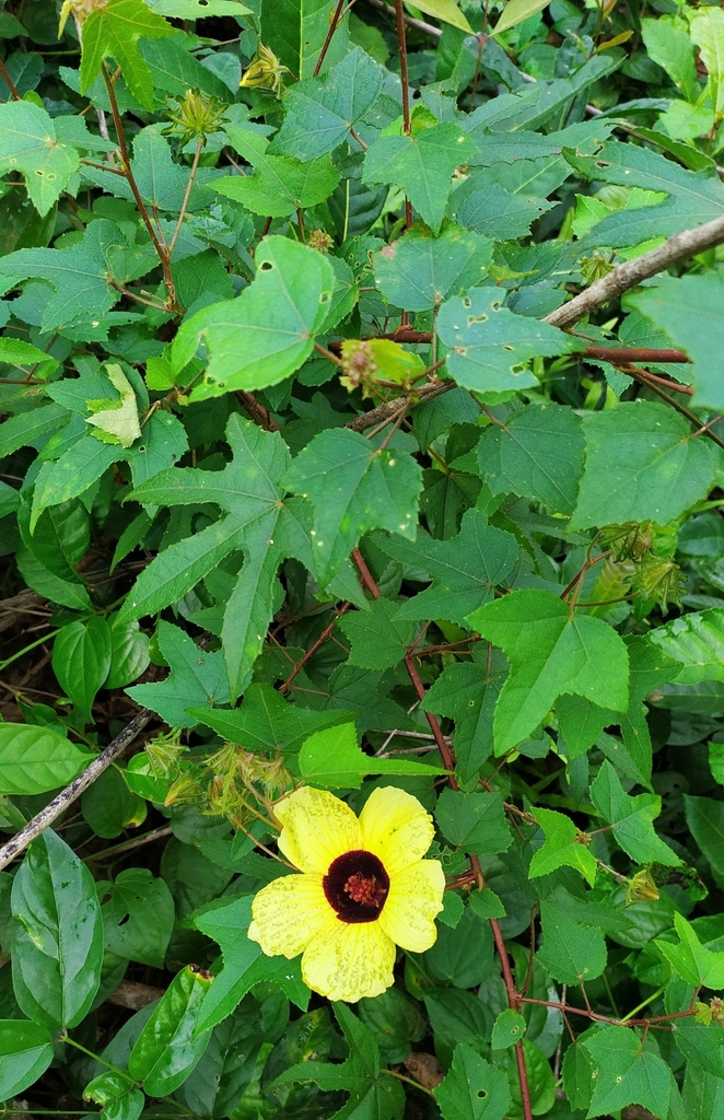 hibiscuses from X9RV+JX9, Parassinikadavu, Kerala 670563, India on ...