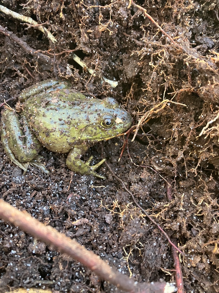 American Bullfrog from Cape Cod National Seashore, Provincetown, MA, US ...