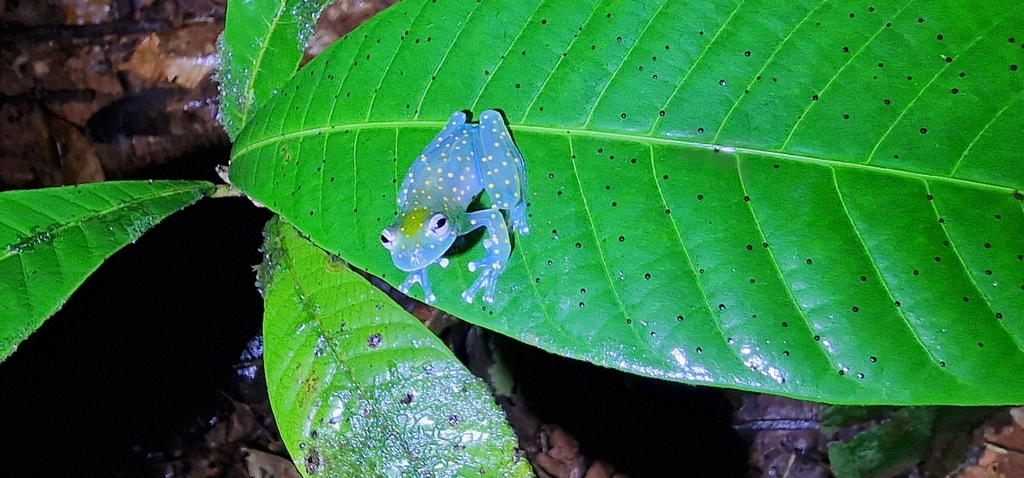 Fringe-Limbed Tree Frog from Bahía Solano, Choco, Colombia on December ...