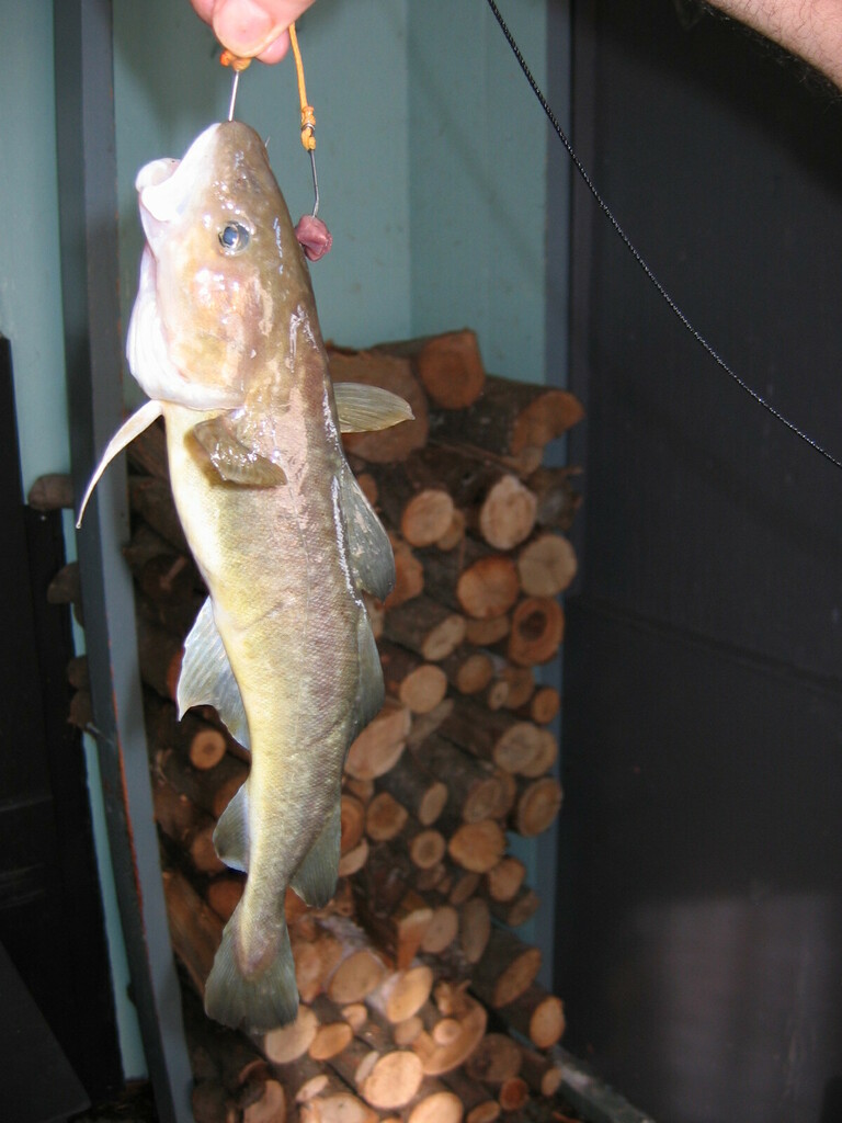 Atlantic Tomcod from Sainte-Anne-de-la-Pérade, Les Chenaux, QC, Canada ...
