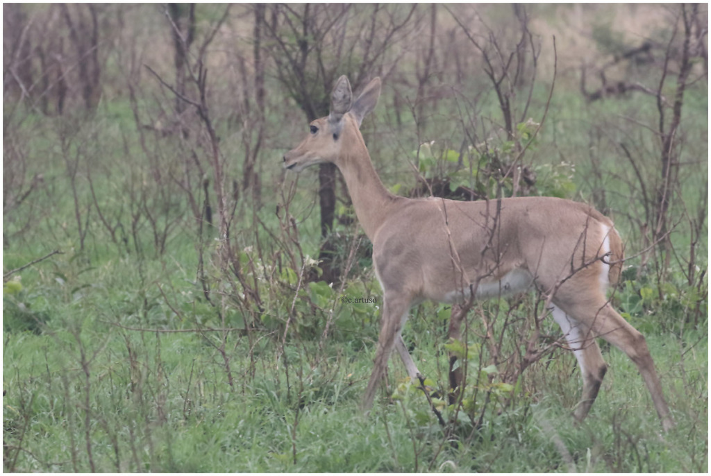 Common Reedbuck from Kruger National Park, South Africa on October 16 ...