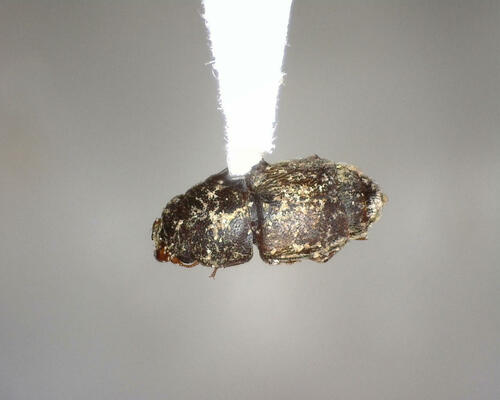 Observations by jrich_tx · iNaturalist