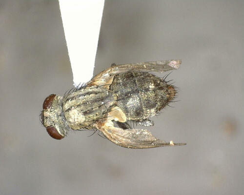 Observations by jrich_tx · iNaturalist