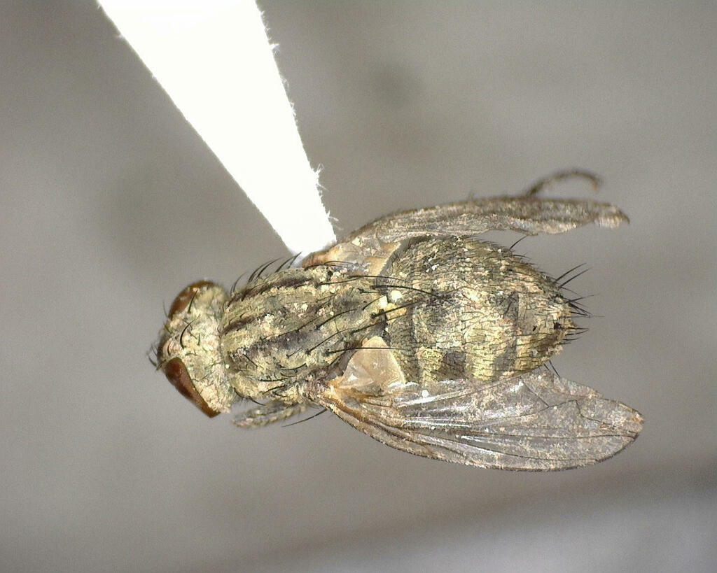 Flies from Kimble County, TX, USA on July 13, 2023 at 12:54 PM by ...