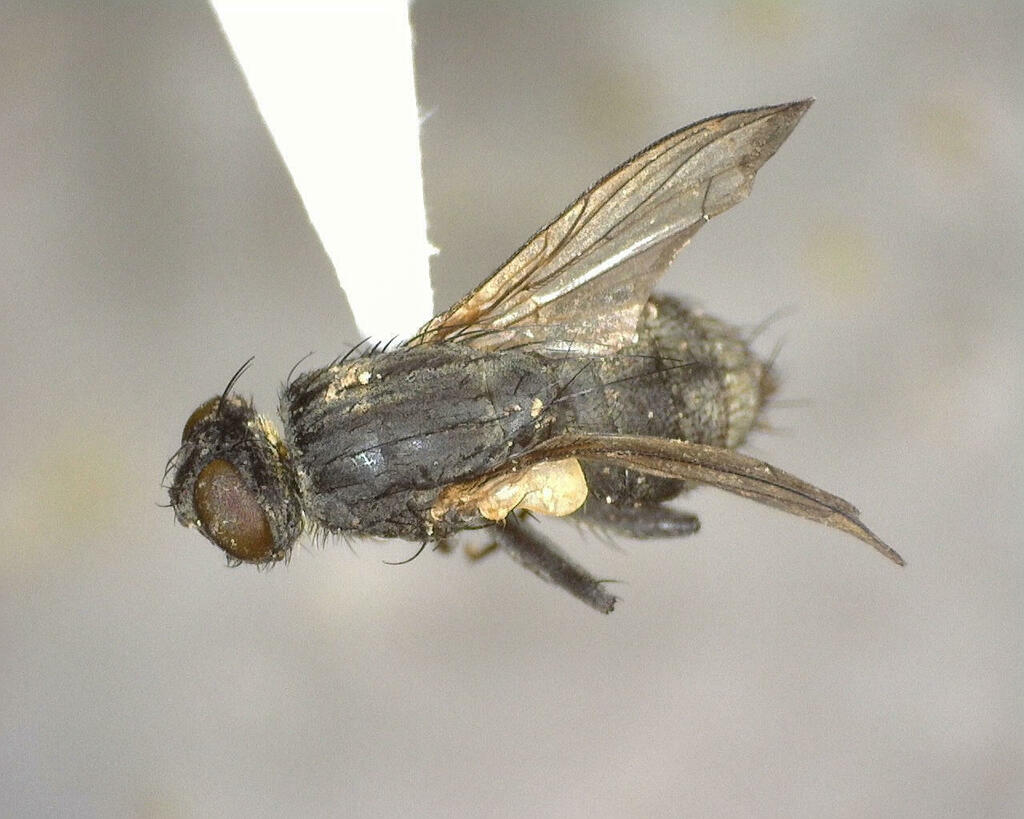 Flies from Kimble County, TX, USA on July 13, 2023 at 12:54 PM by ...