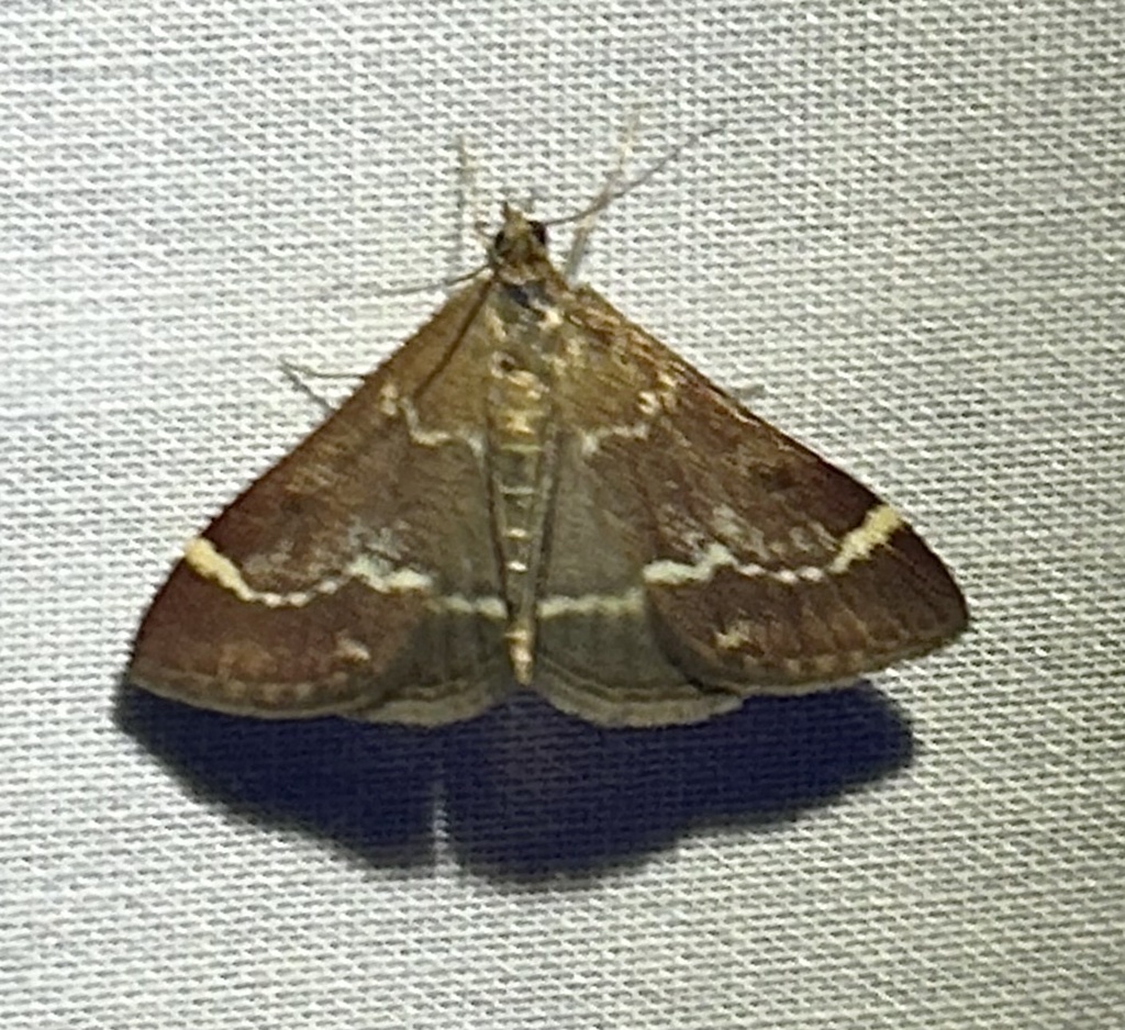 Raspberry Pyrausta Moth from Tahoe National Forest, Truckee, CA, US on ...