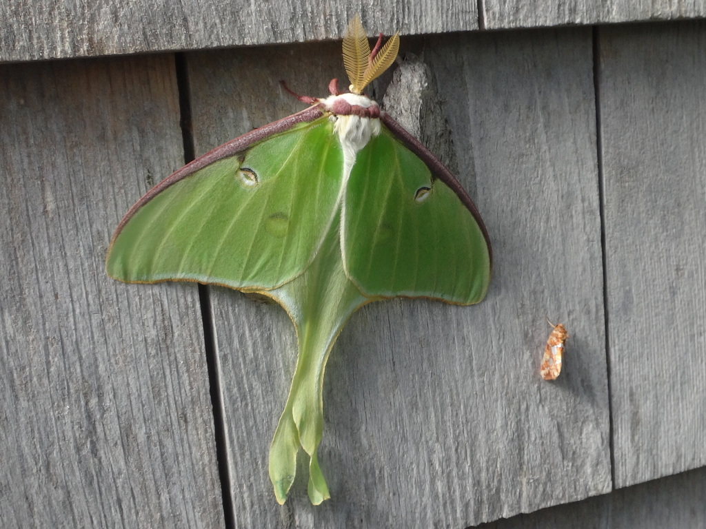 North American Luna Moth from Sunset, ME, USA on July 5, 2016 at 09:12 ...