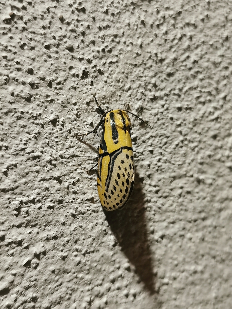 Hieroglyphic Moth from 92075 Ver., México on December 15, 2023 at 10:58 ...