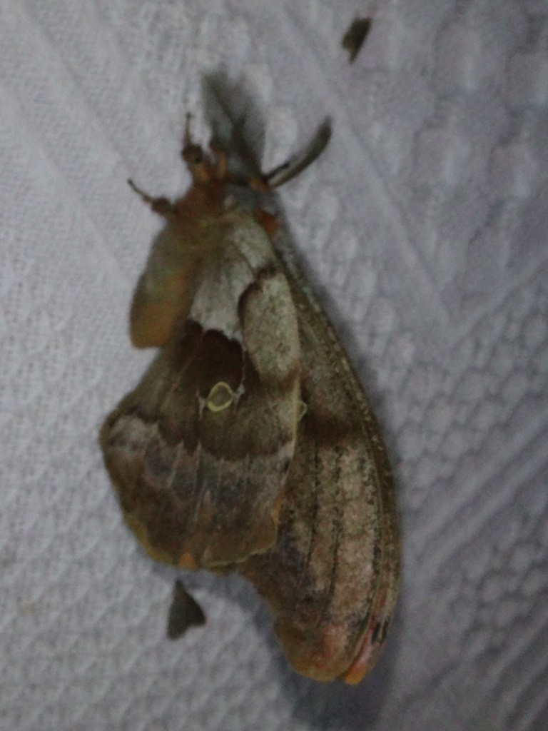 Polyphemus Moth from Sunset, ME, USA on July 6, 2016 at 04:51 AM by ...