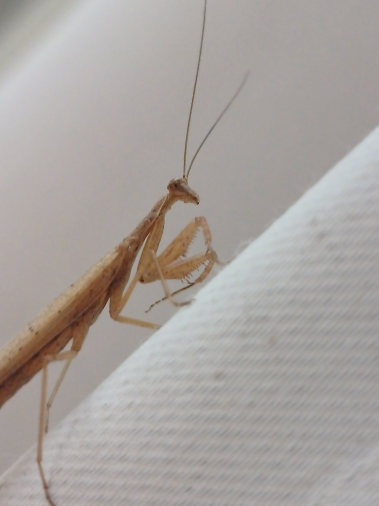 Thespid Mantises from Bairro Alto, Curitiba - PR, 82820, Brasil on ...