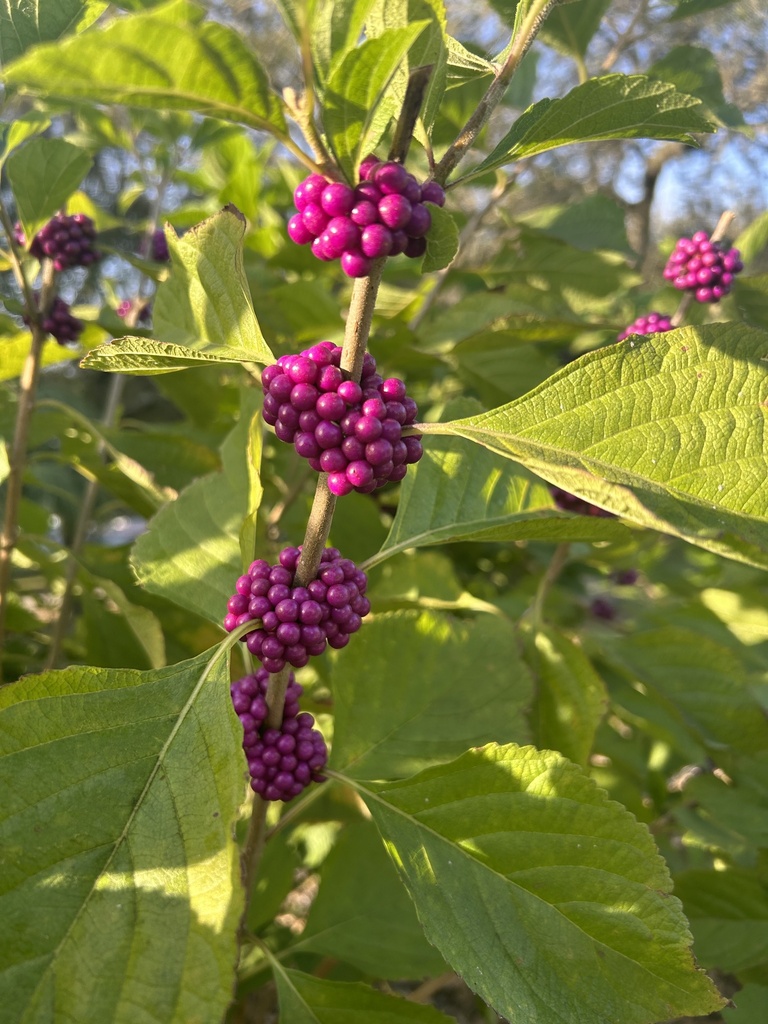 American beautyberry from SW 80th St, Miami, FL, US on December 14 ...