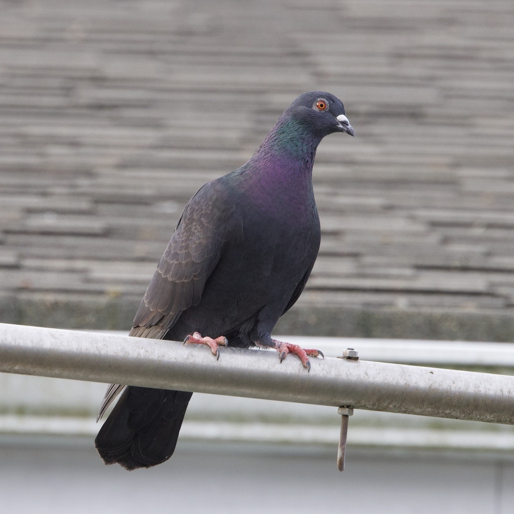 Feral Pigeon from Port Melon-Langdale CBC route, Sunshine Coast ...