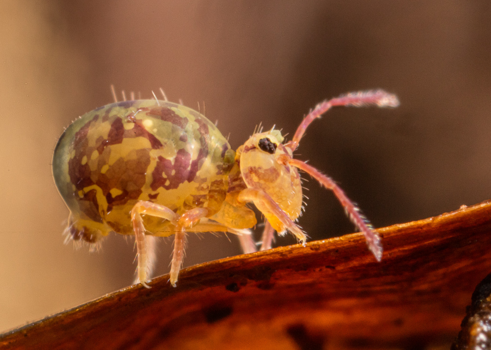 Dicyrtomina minuta from Blue Bell, PA, USA on December 16, 2023 at 12: ...