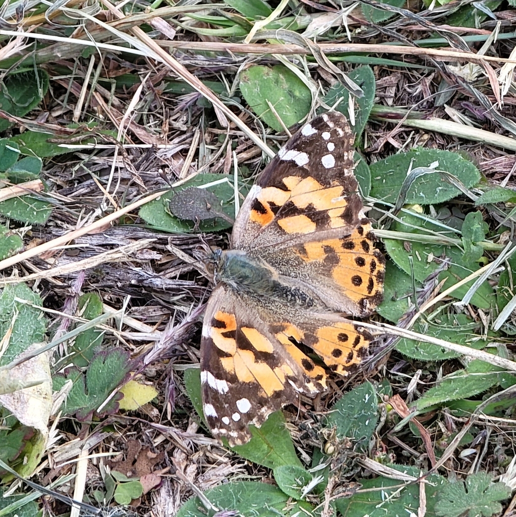 Painted Lady from Leander, TX 78641, USA on December 14, 2023 at 01:54 ...