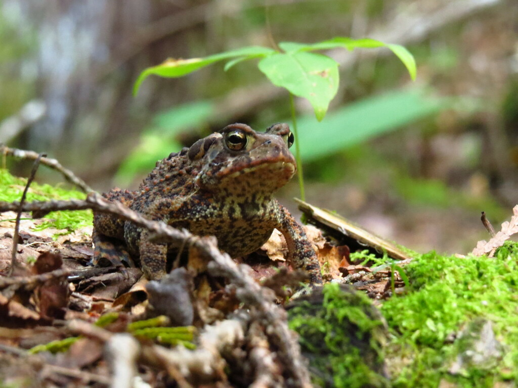 Eastern American Toad from Lanaudière, QC, Canada on September 12, 2020 ...