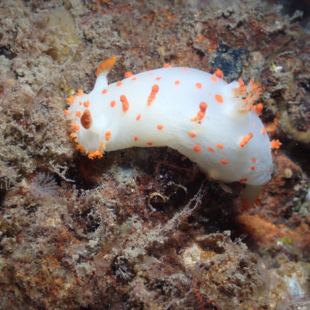 Modest Clown Dorid from Squamish-Lillooet, BC, Canada on December 3 ...