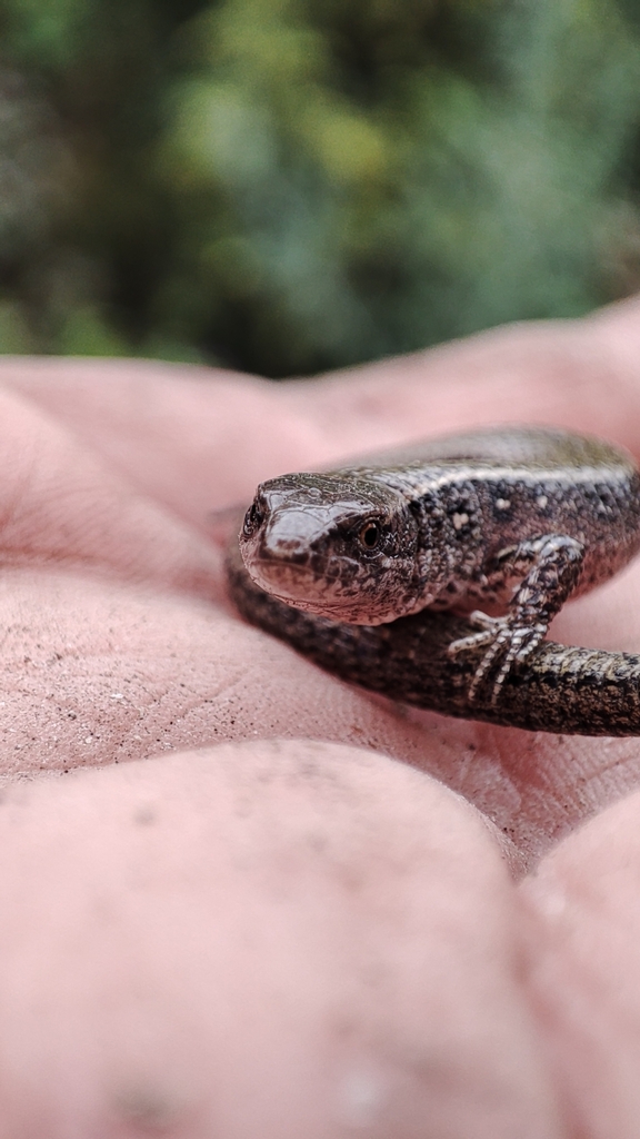 Proctoporus lacertus from 05001, Perú on December 16, 2023 at 06:57 AM ...