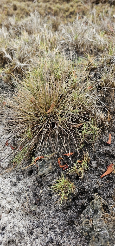 Fimbristylis polytrichoides from Seventeen Seventy QLD 4677, Australia ...