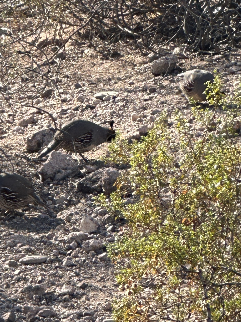 Gambel's Quail from Desert Botanical Garden, Phoenix, AZ, US on ...