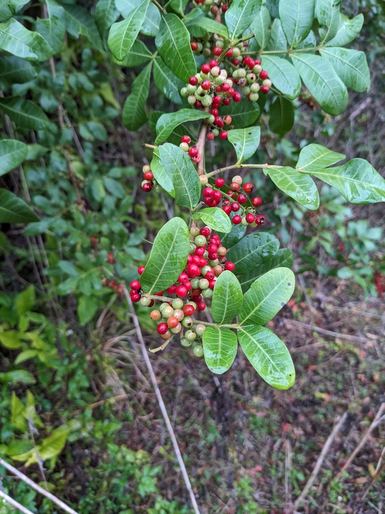 Brazilian pepper from Lealman, FL, USA on December 16, 2023 at 08:23 AM ...