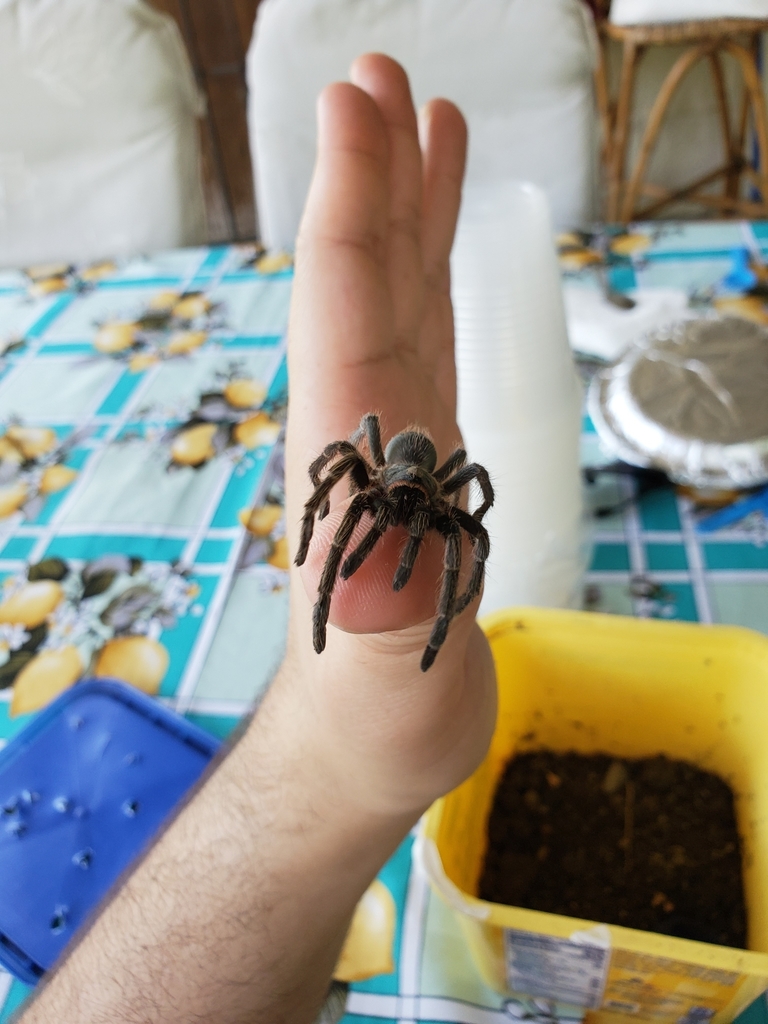 Hispaniolan Giant Tarantula from Unnamed Road, 71000, Dominican ...