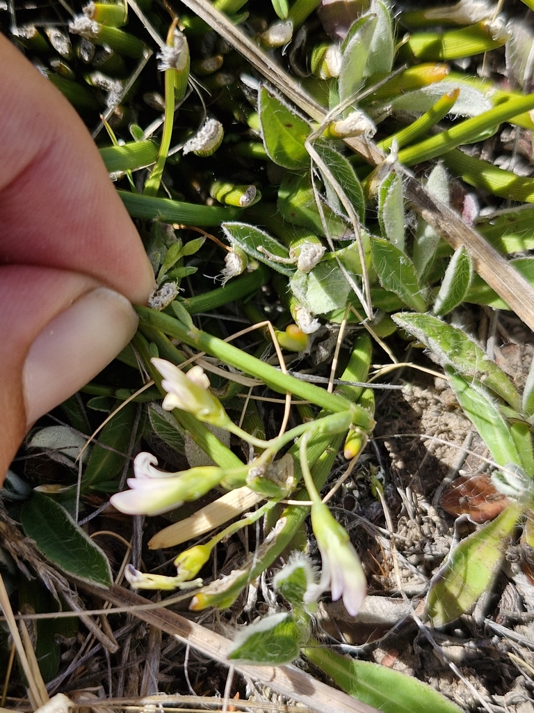 Carmichaelia vexillata in December 2023 by Ruby Collier · iNaturalist