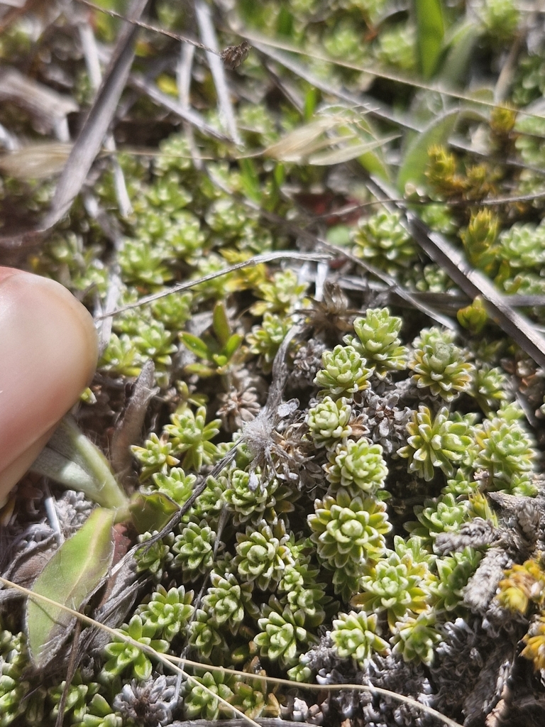 Turf-mat daisy from Te Kahui Kaupeka Conservation Park, NZ-CA-MZ, NZ-CA ...
