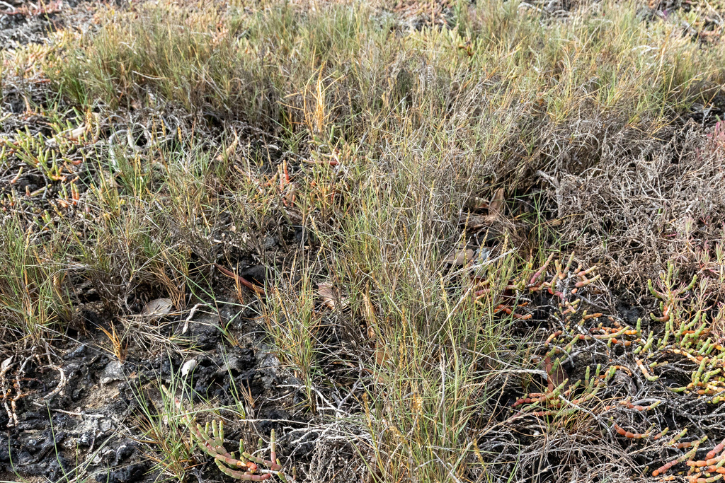 seashore dropseed from Saltmarsh Site 3 on December 17, 2023 at 08:11 ...