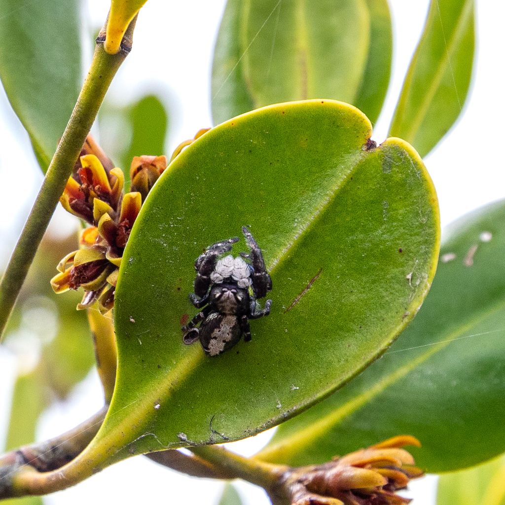 Simaetha from Saltmarsh Site 3 on December 17, 2023 at 08:04 AM by ...
