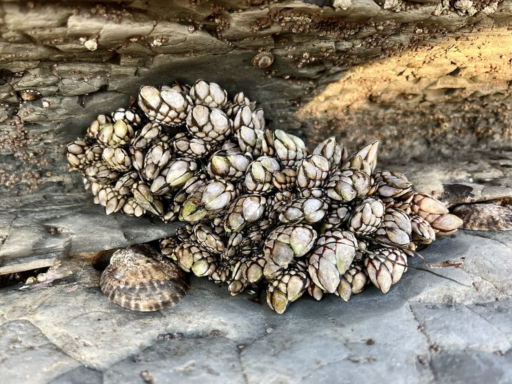 Gooseneck Barnacle from North Pacific Ocean, San Diego, CA, US on ...