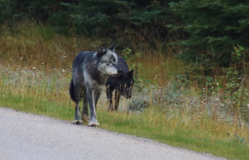 Gray Wolf from Bow Valley Parkway on September 4, 2014 at 09:44 AM by ...