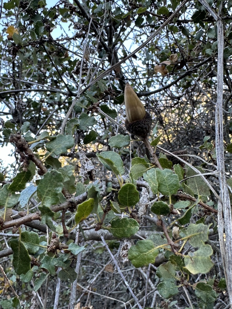 Nuttall's scrub oak in December 2023 by Rudy Diaz · iNaturalist