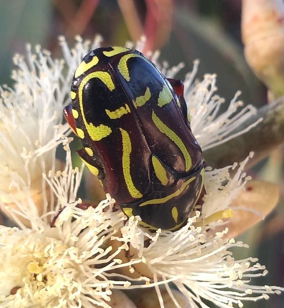 Fiddler Beetle from Glenroy NSW 2640, Australia on December 17, 2023 at ...