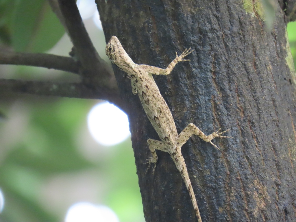 Philippine Flying Dragon from J45J+6HR, Antipolo, Rizal, Philippines on ...
