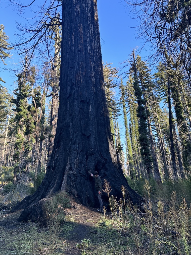 coast redwood from Big Basin Redwoods State Park, Boulder Creek, CA, US ...