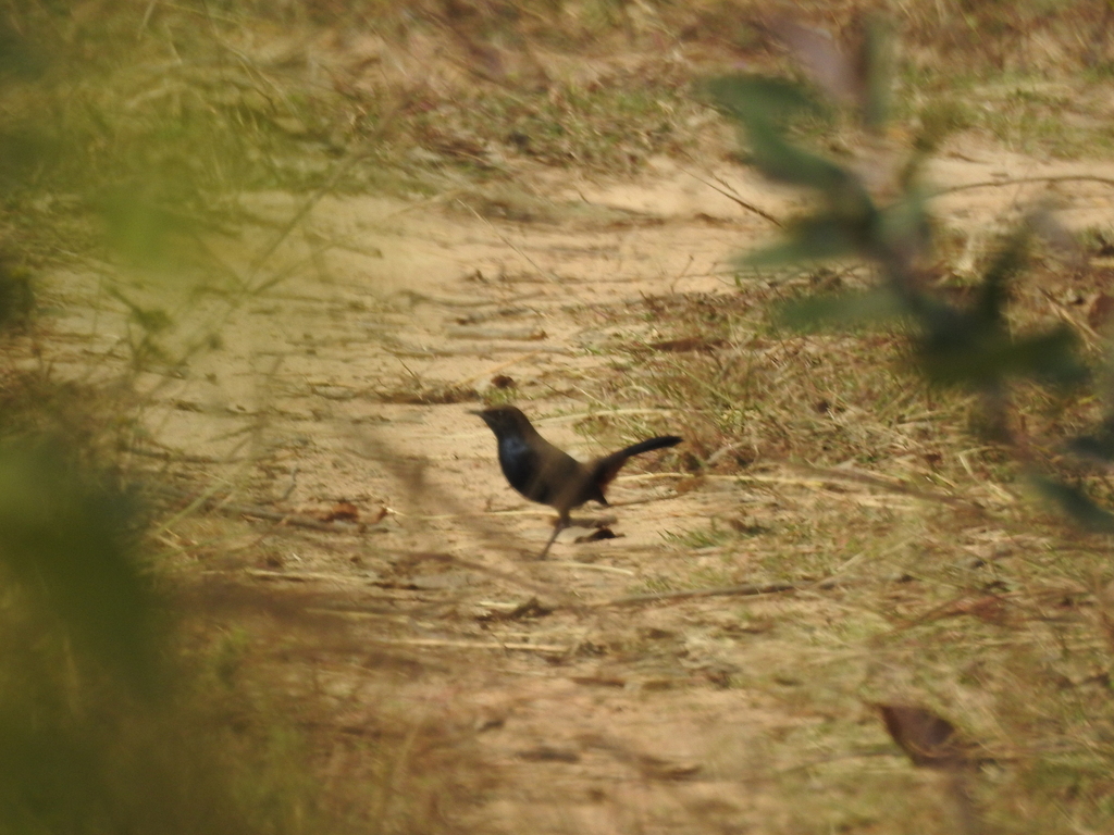 Indian Robin from Burdwan Division, West Bengal, India on December 17 ...