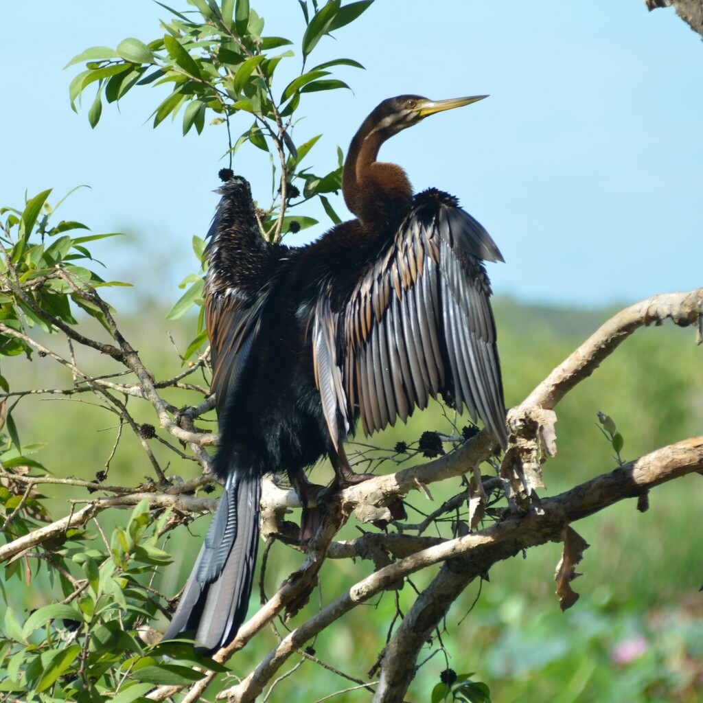 Australasian Darter from Middle Point NT 0822, Australie on December 17 ...