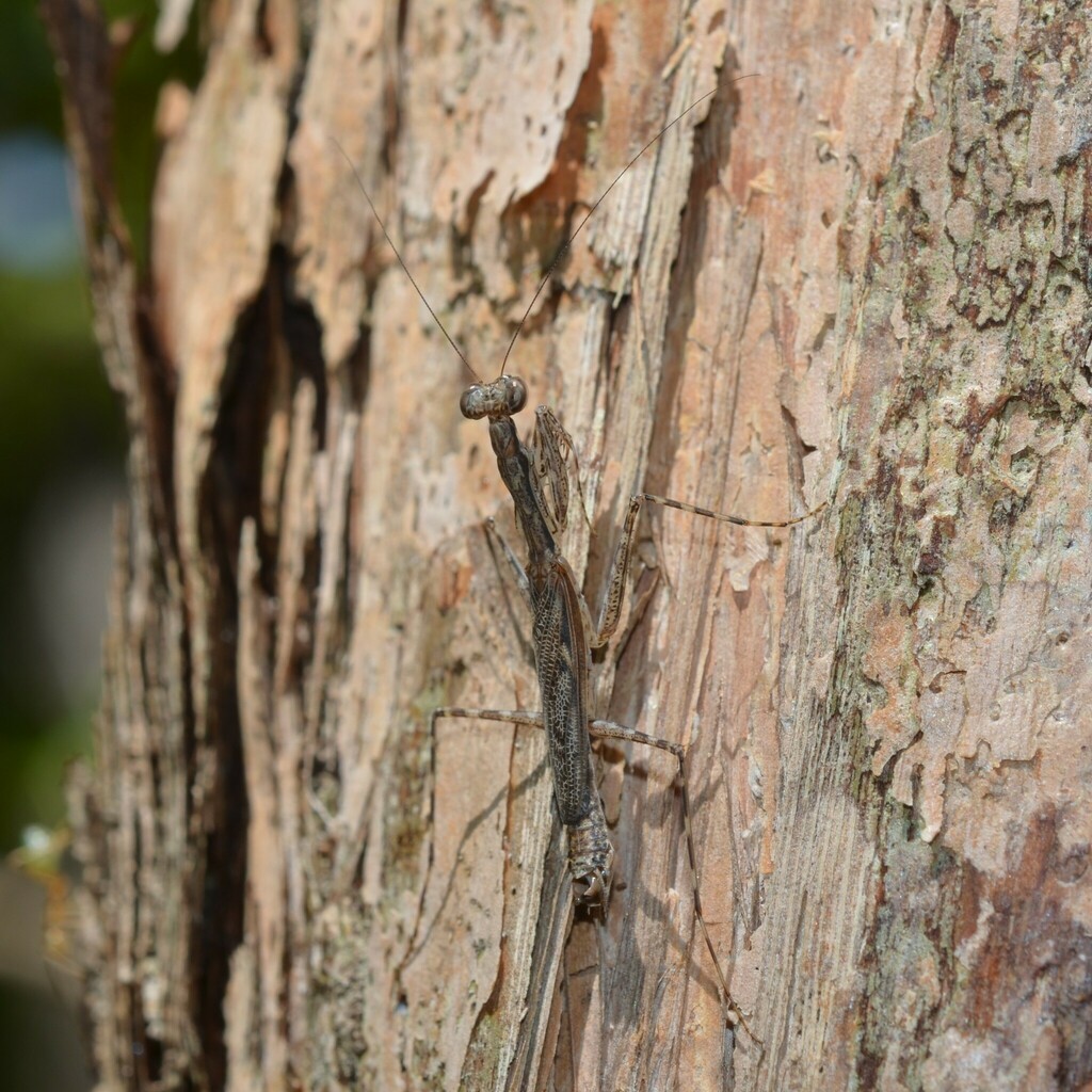 Ian Richard's Treerunner Mantis from Middle Point NT 0822, Australie on ...
