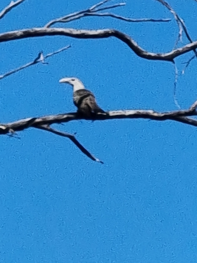 Channel-billed Cuckoo from Nombi NSW 2379, Australia on December 17 ...