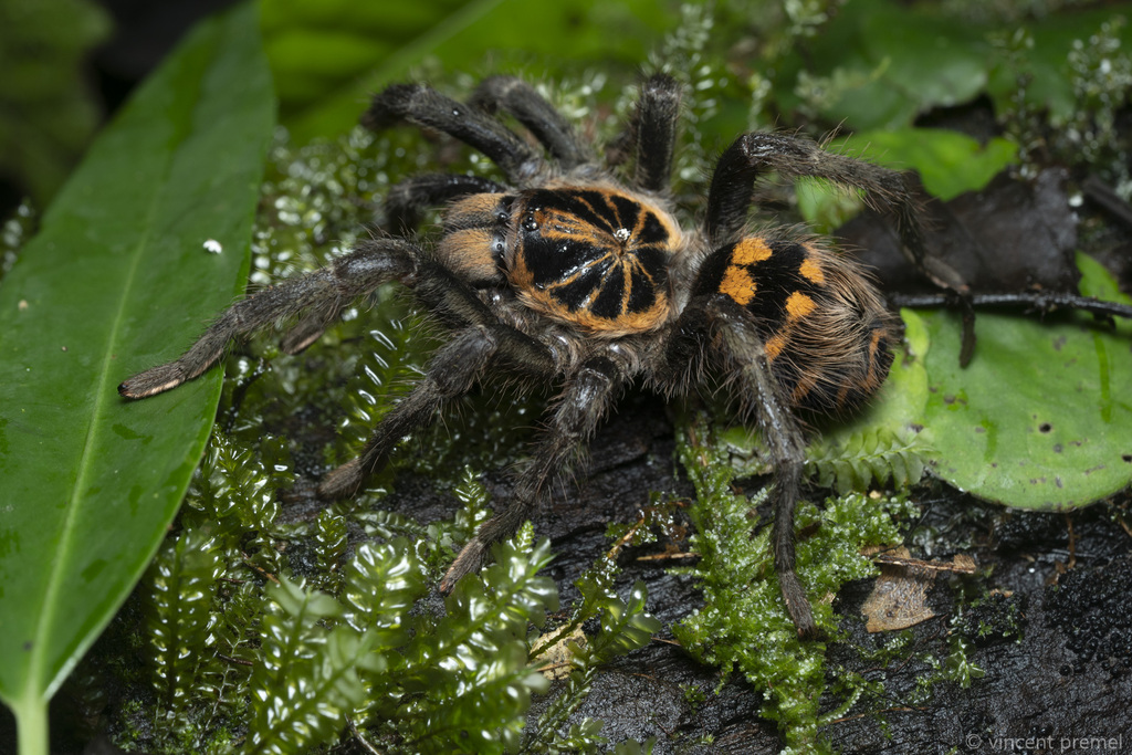 Theraphosine Tarantulas from Francisco de Orellana, Ecuador on November ...