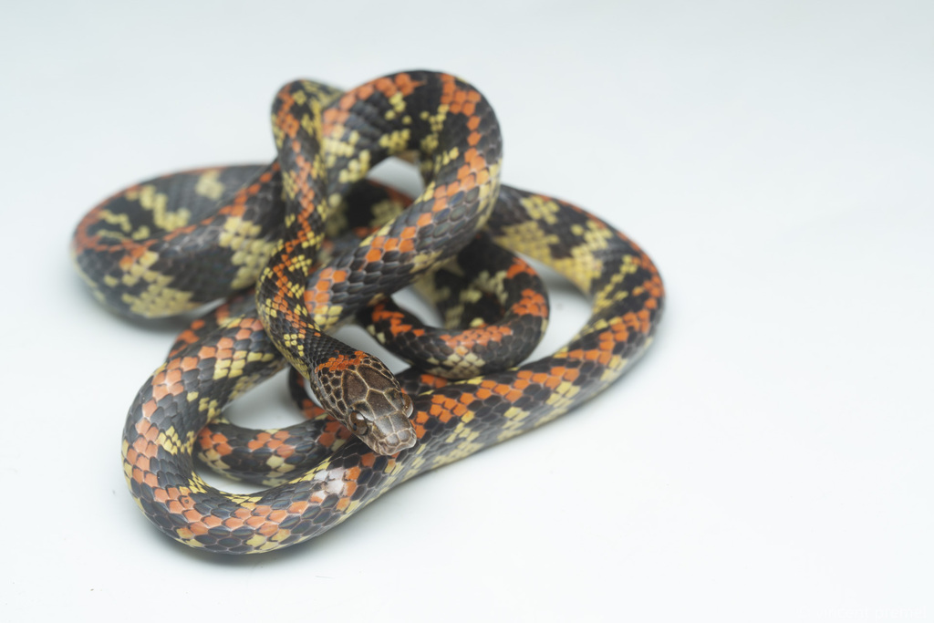 Panama Spotted Night Snake from Francisco de Orellana, Ecuador on ...
