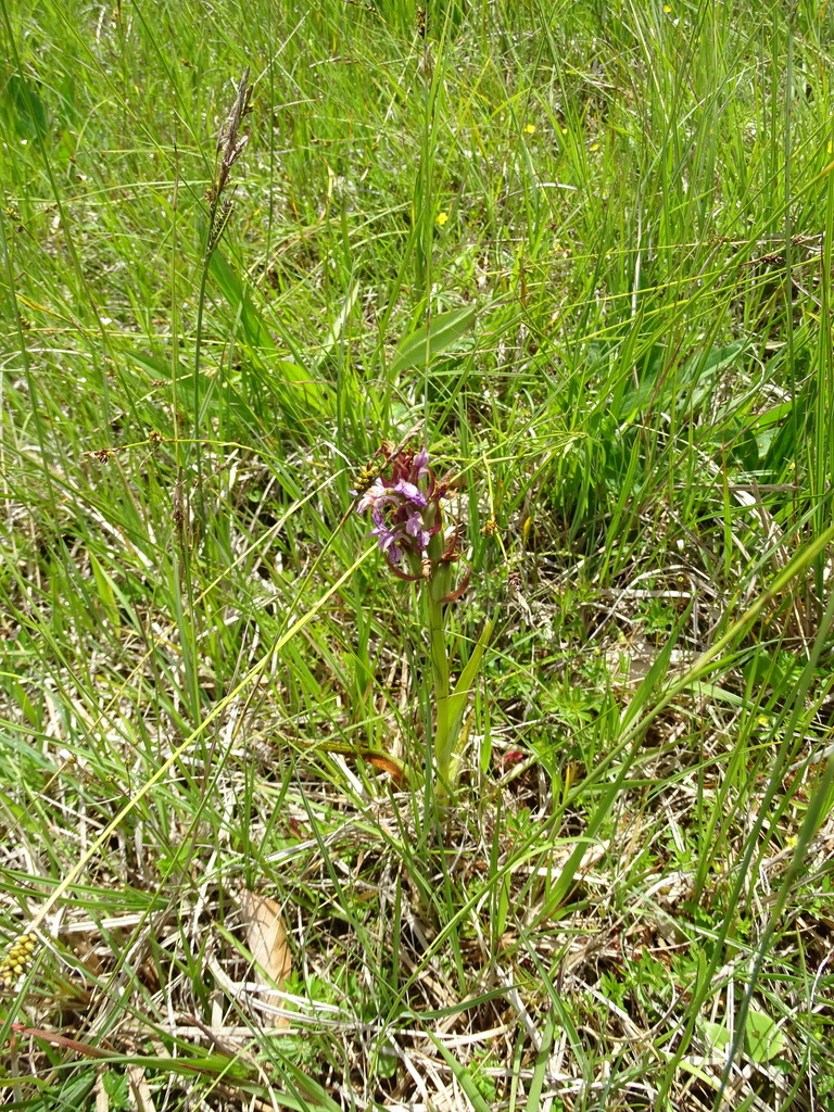 Marsh orchids from 01680 Marchamp, France on June 21, 2020 at 12:32 PM by ferlay myriam. Soit ...