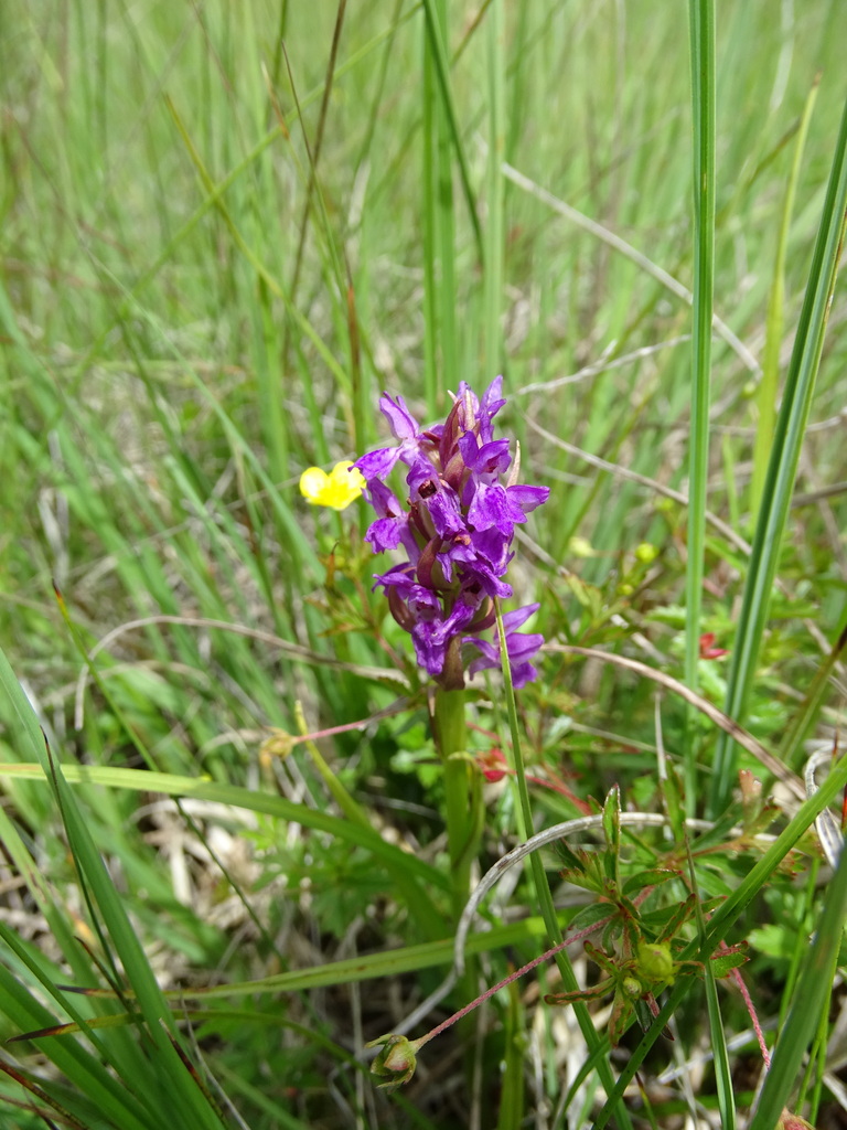 Marsh orchids from 01680 Marchamp, France on June 21, 2020 at 12:49 PM by ferlay myriam. Soit ...