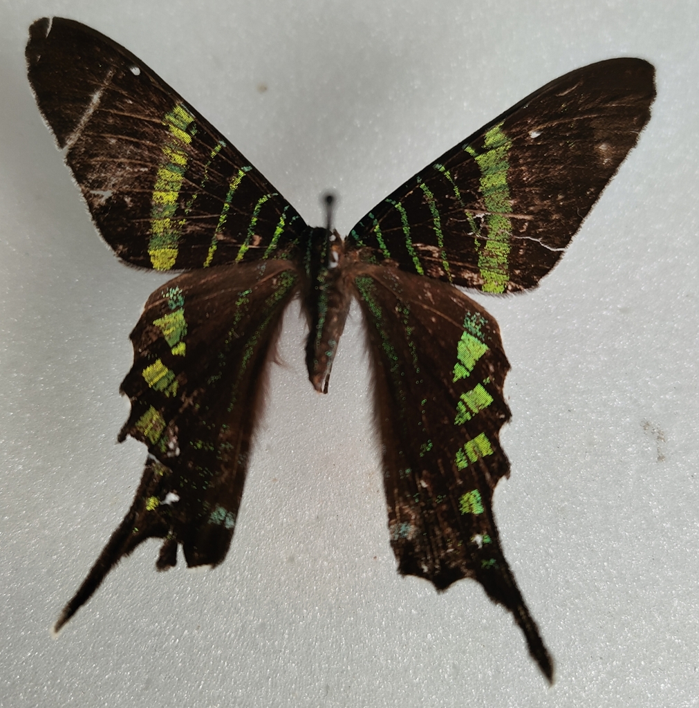 Urania Swallowtail Moth from Granada, Cundinamarca, Colombia on ...