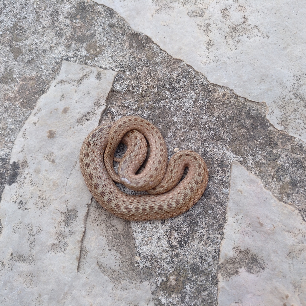 False Smooth Snake from 07140 Sencelles, Illes Balears, Espanya on ...