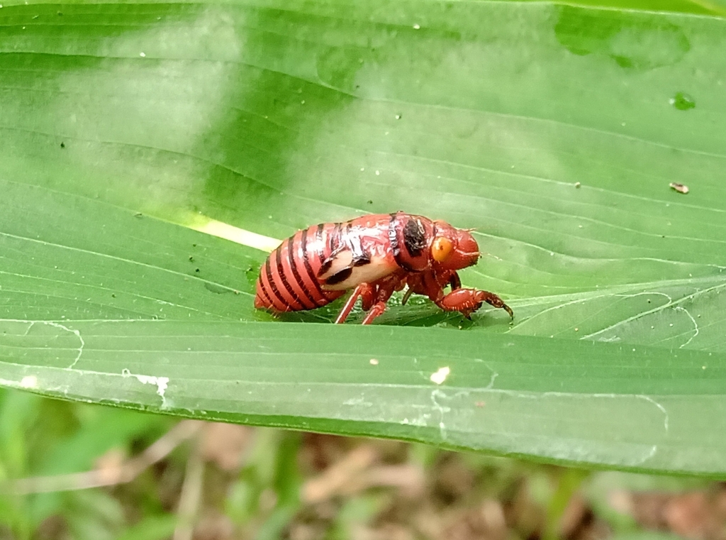 Red Cicada from Suaka Margasatwa Gunung Sawal on December 17, 2023 at ...