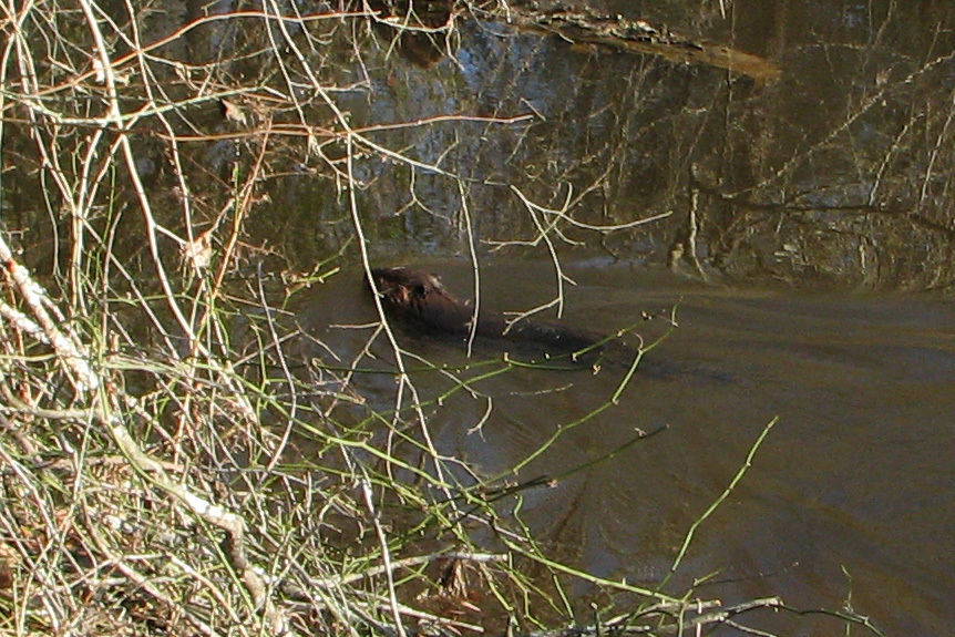Muskrat from King and Queen County, VA, USA on March 23, 2013 at 07:46 ...