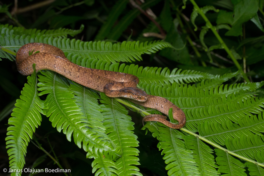 Formosan Slug Snake in July 2022 by Janus Olajuan Boediman · iNaturalist